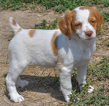 Tequila Kennels - Brittany Field Trial Training and Handling by Ed ...