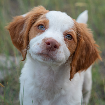Tequila Kennels - Brittany Field Trial Training and Handling by Ed ...