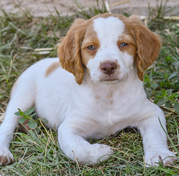 Tequila Kennels - Brittany Field Trial Training and Handling by Ed ...
