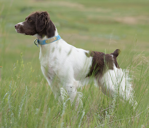 Tequila Kennels - Brittany Field Trial Training and Handling by Ed ...